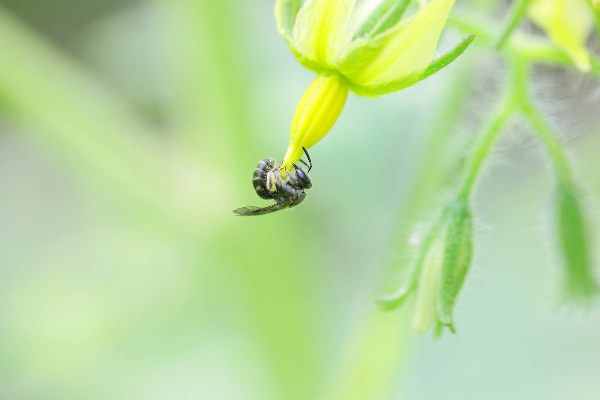 Buzz Pollination: The Secret Dance of Australian Native Bees | The Seed Collection